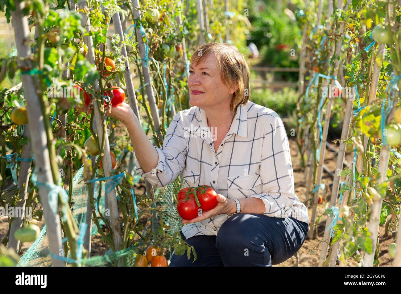 Retired woman working in homestead Stock Photo - Alamy