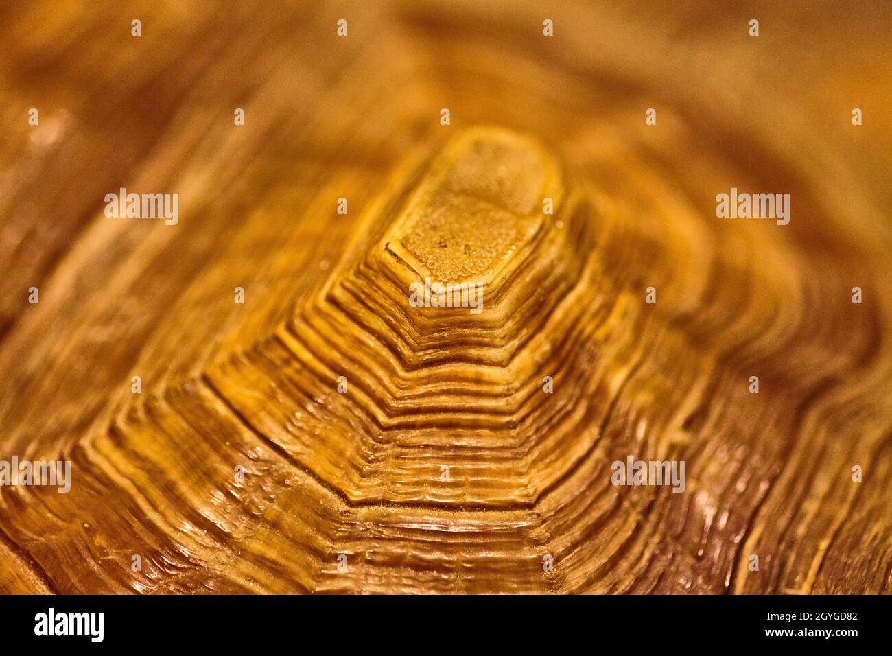 The back of a turtle shell with cascading brown ripples Stock Photo - Alamy