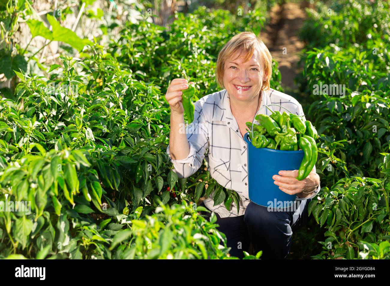 Mature woman harvesting green peppers Stock Photo - Alamy