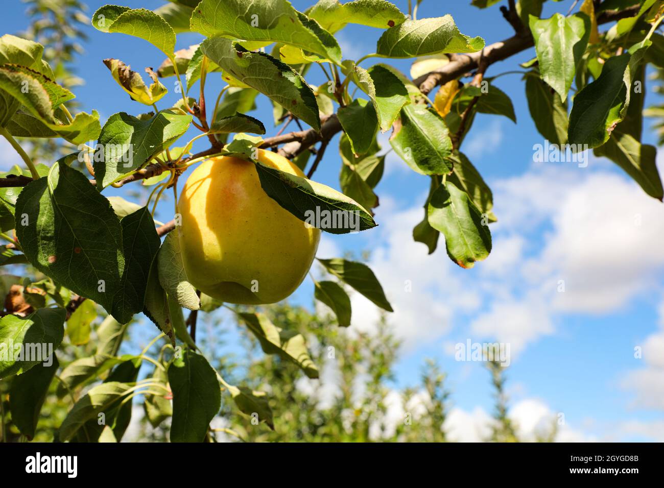 Pumpkin Patch Apple Orchard Fall Colors Halloween Thanksgiving Stock ...