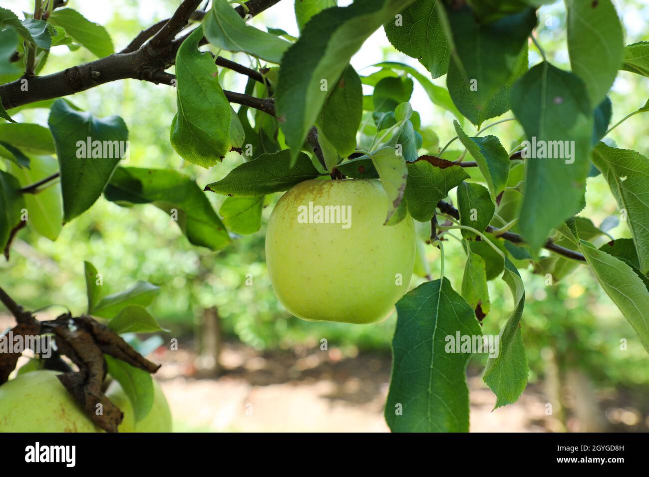 Pumpkin Patch Apple Orchard Fall Colors Halloween Thanksgiving Stock ...