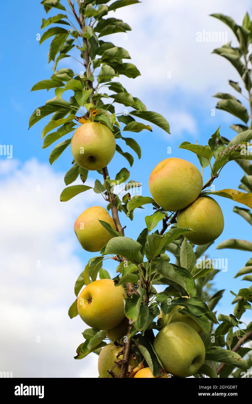 Pumpkin Patch Apple Orchard Fall Colors Halloween Thanksgiving Stock ...