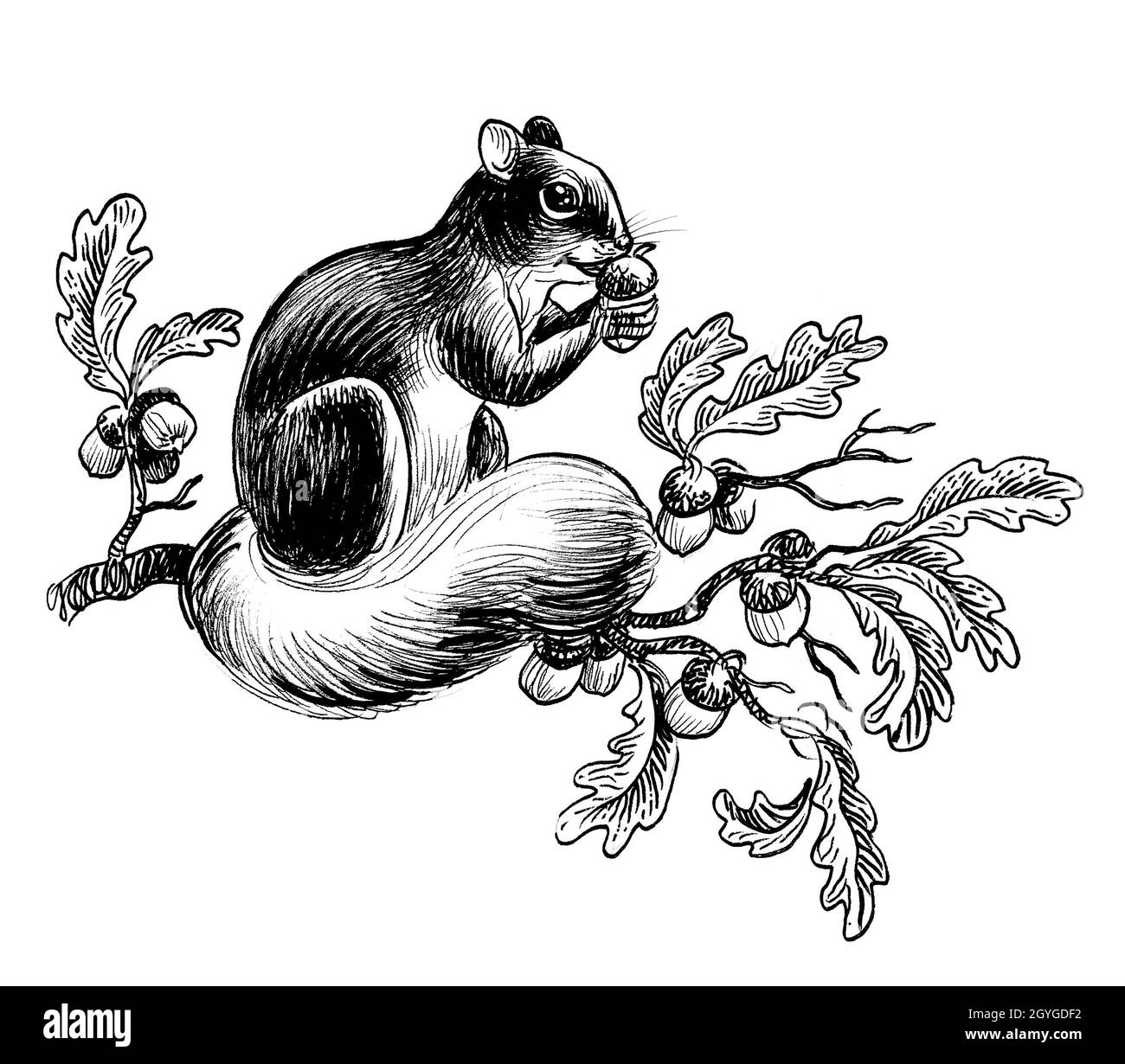Squirrel eating acorn. Ink black and white drawing Stock Photo - Alamy