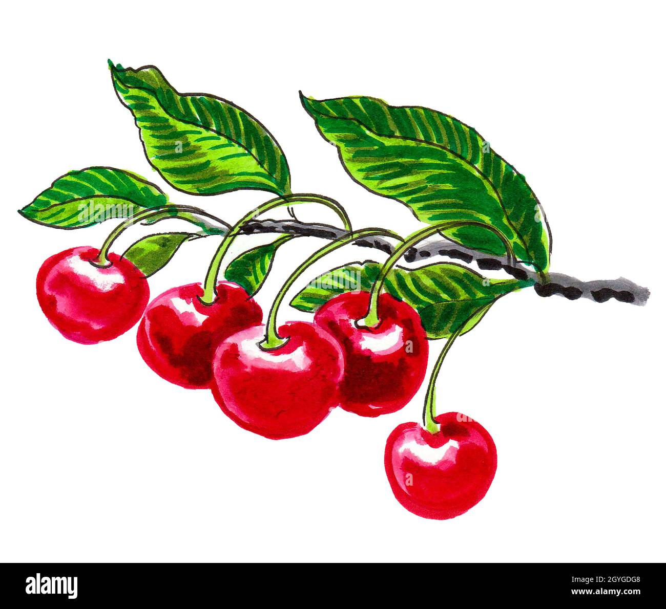 Illustration cherries watercolor drawing fruit Cut Out Stock Images ...
