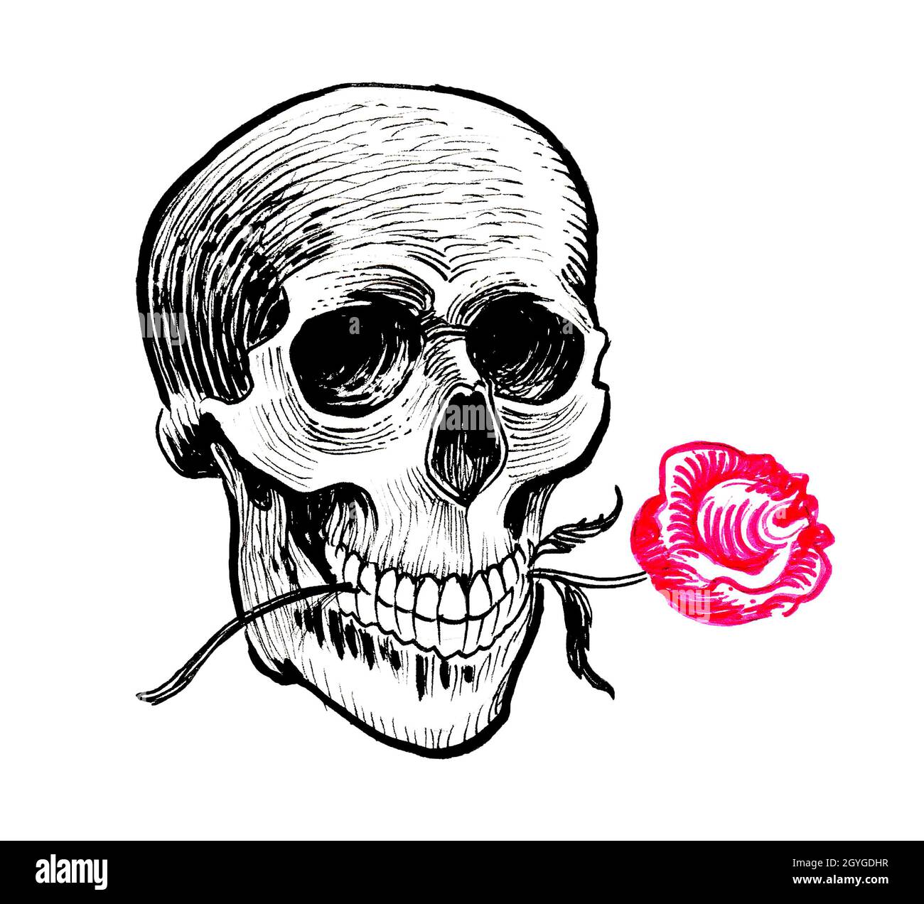 Human skull with a red rose. Ink drawing Stock Photo - Alamy