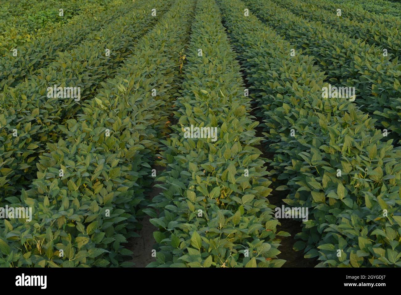 Soybean crop hi-res stock photography and images - Alamy