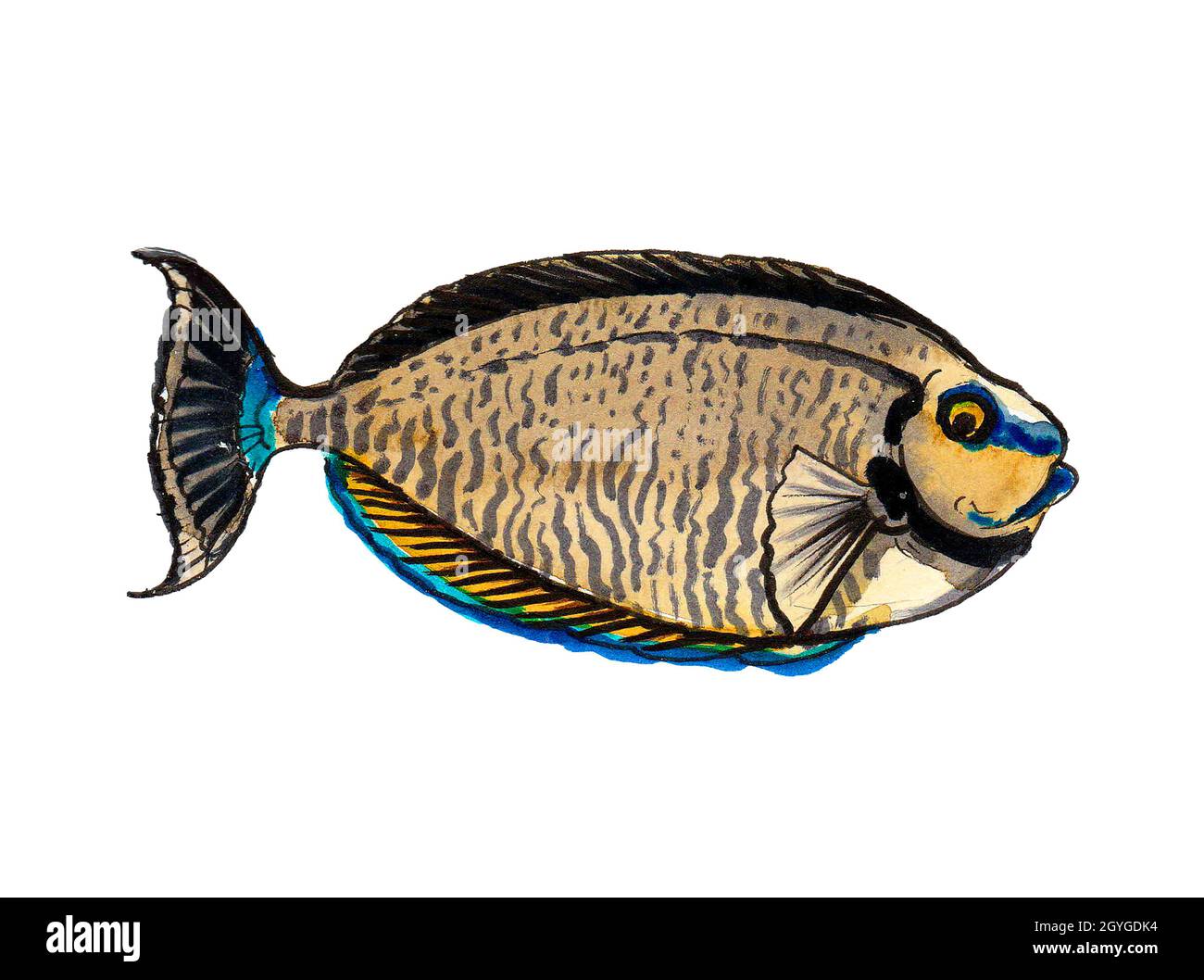 Ink drawing of a fish hi-res stock photography and images - Alamy