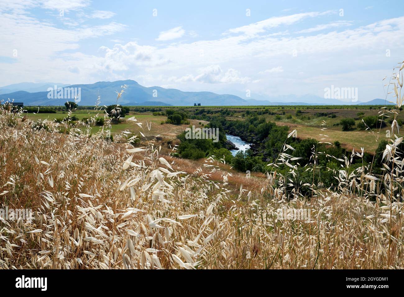 Rural scenic landscape with grain and mountains in the background. Wild ...