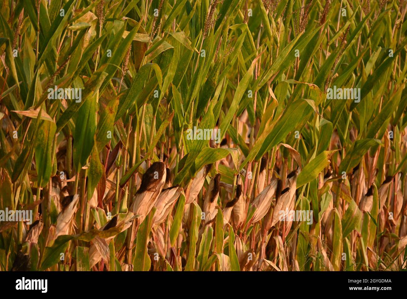 Mexico corn farming hi-res stock photography and images - Alamy