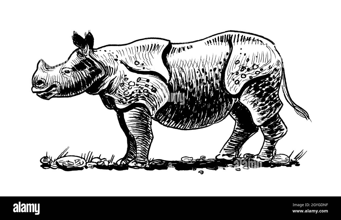 Rhinoceros artwork sketch hi-res stock photography and images - Alamy