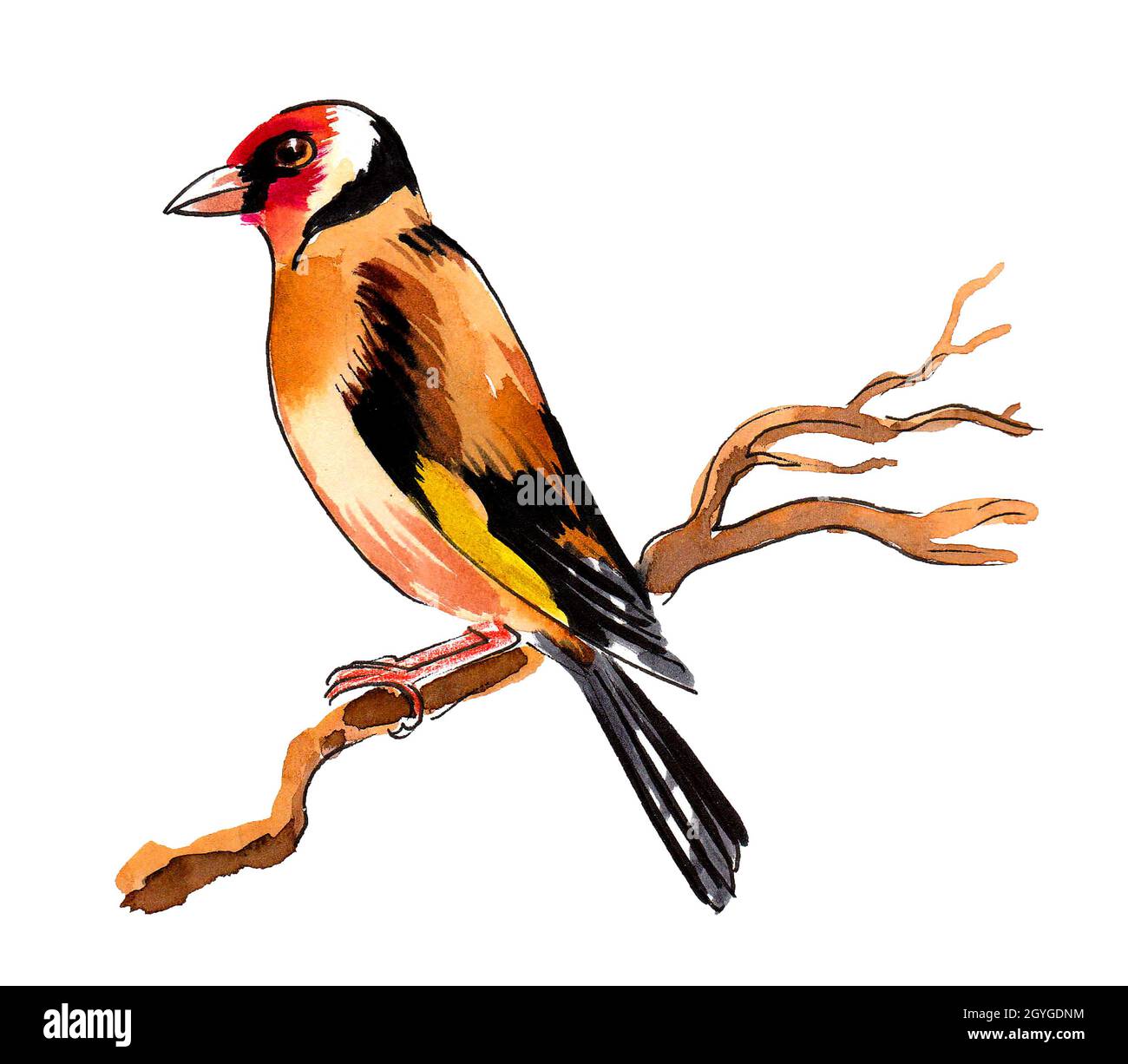 Bird sitting on a tree branch. Ink and watercolor drawing Stock Photo ...