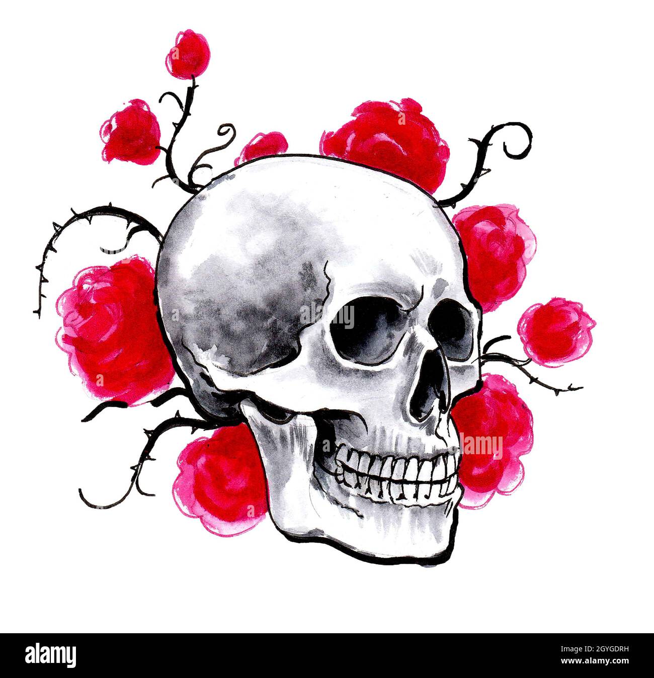 Human skull and red roses. ink and watercolor drawing Stock Photo - Alamy