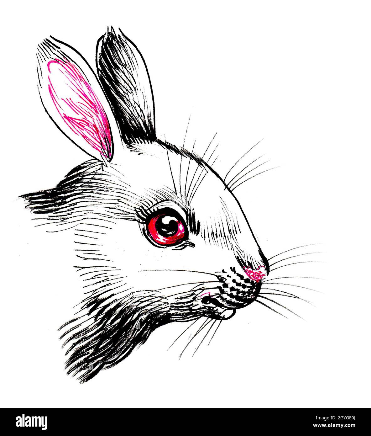 White rabbit with red eyes. Ink drawing Stock Photo - Alamy