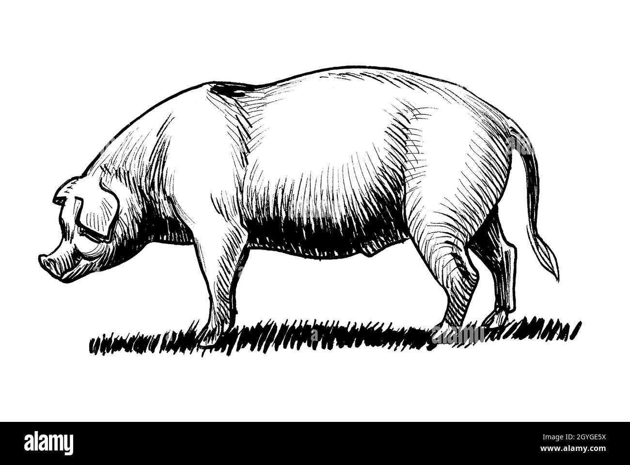 Big fat standing pig. Ink black and white drawing Stock Photo - Alamy