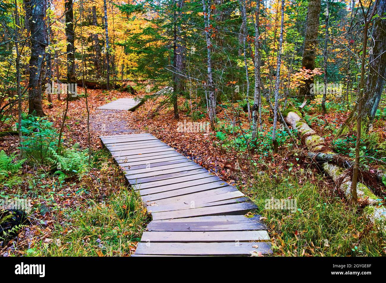 Winding wood planks through forest with fallen leaves across the path ...