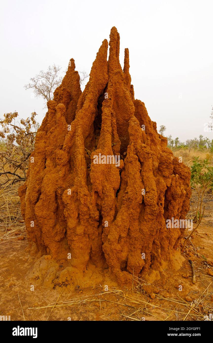 Mound Building Termites Africa High Resolution Stock Photography and ...