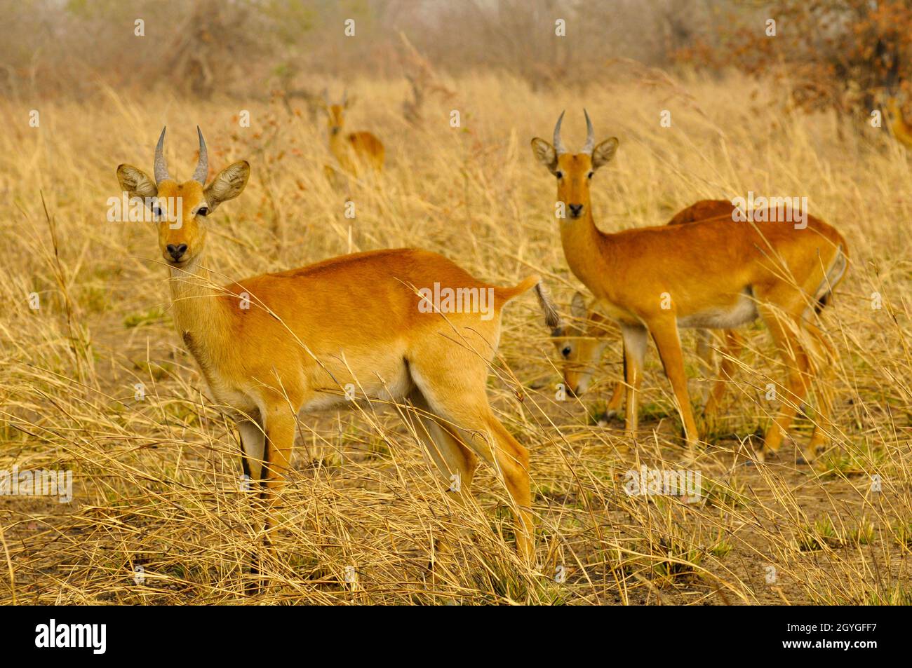 BENIN, ATAKORA, PENDJARI NATIONAL PARK, REDUNCA (REDUNCA REDUNCA Stock ...