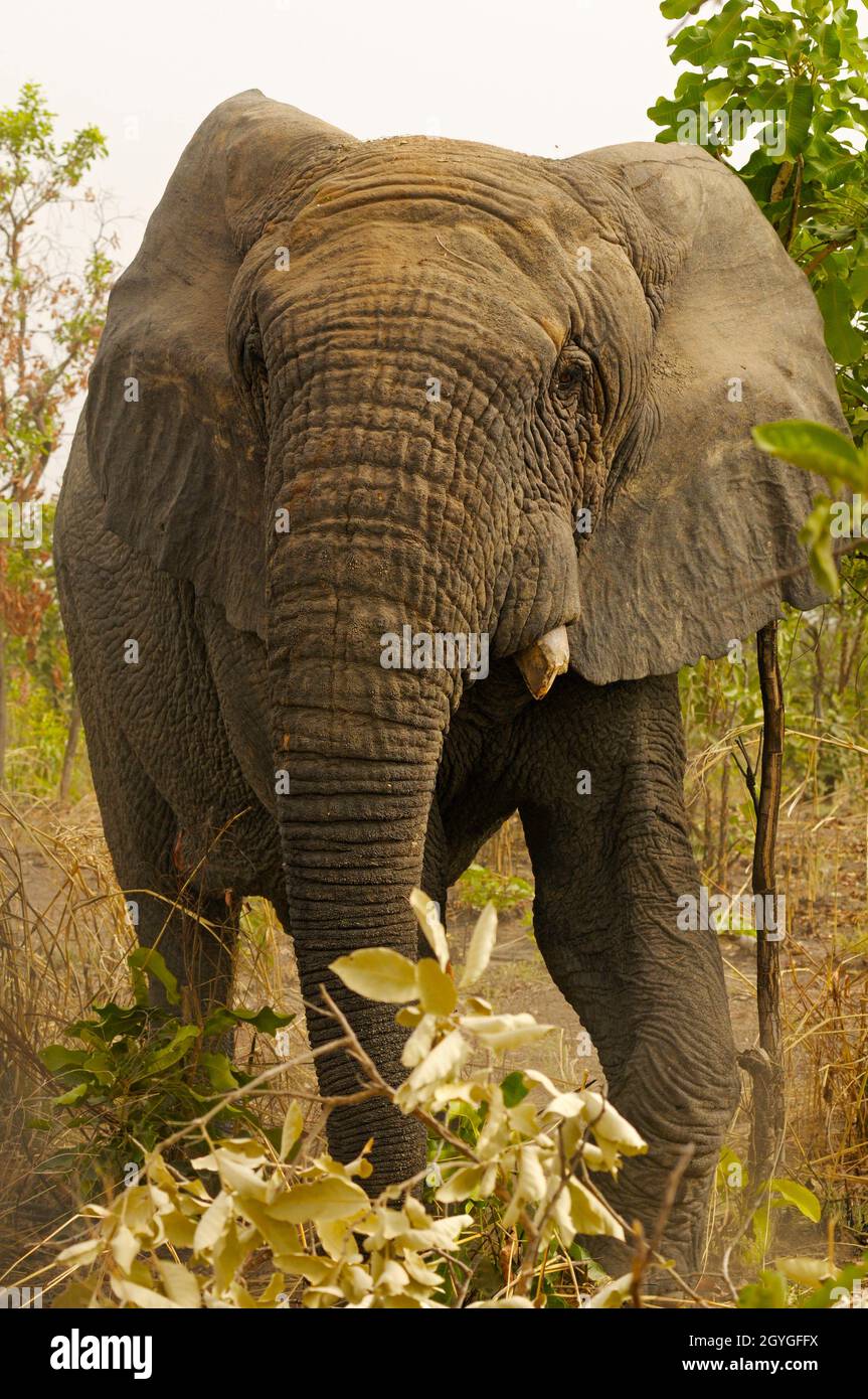 BENIN, ATAKORA, PENDJARI NATIONAL PARK, OLD AFRICAN ELEPHANT (LOXODONTA ...