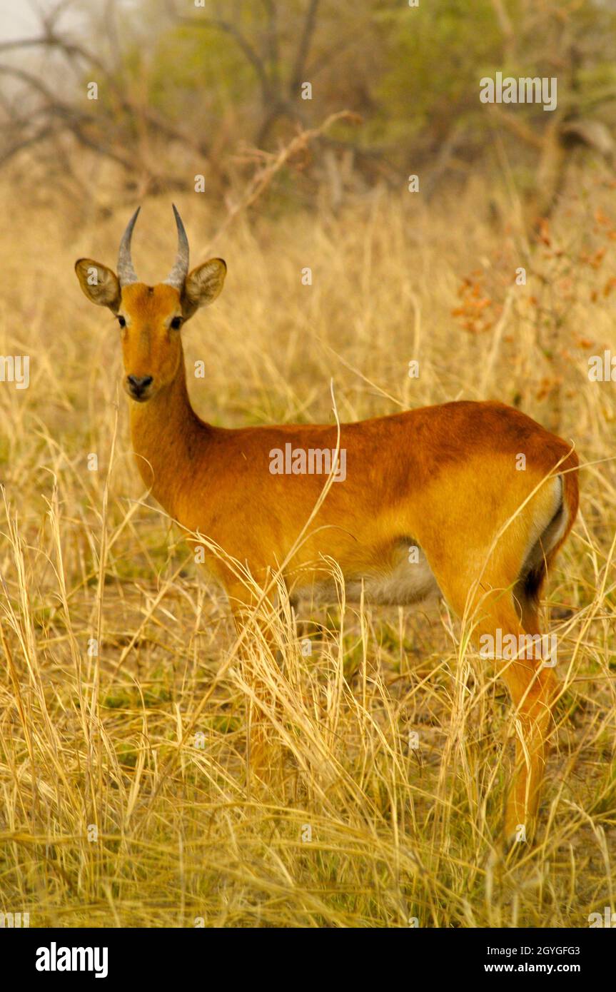 Benin africa park hi-res stock photography and images - Alamy