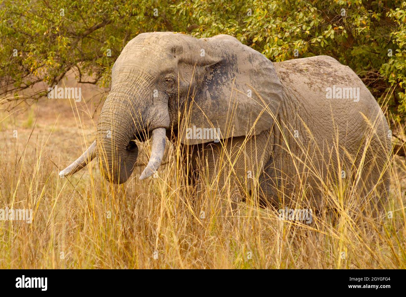 Benin africa park hi-res stock photography and images - Alamy