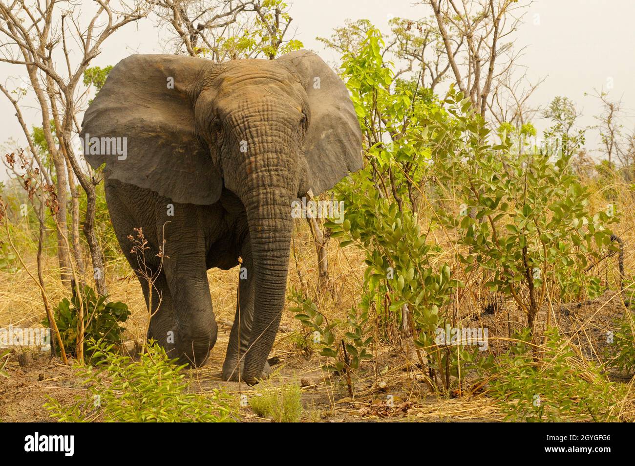 BENIN, ATAKORA, PENDJARI NATIONAL PARK, OLD AFRICAN ELEPHANT (LOXODONTA ...