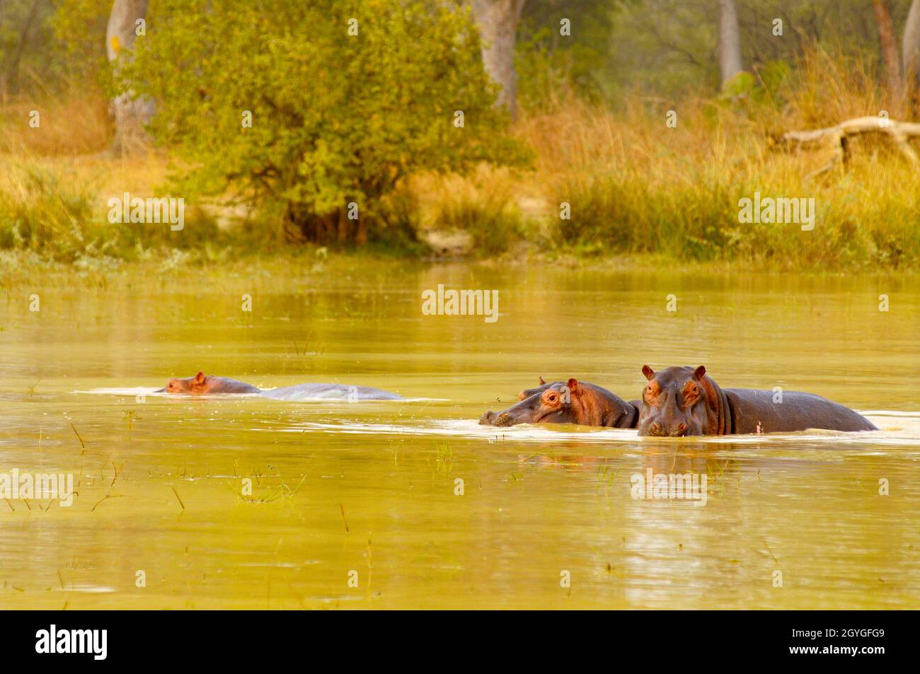 BENIN, ATAKORA, PENDJARI NATIONAL PARK, MARE DIWOUNI, HIPPOPOTAMUS ...