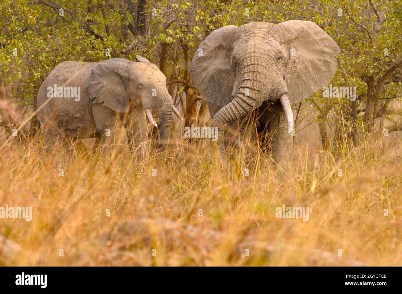BENIN, ATAKORA, PENDJARI NATIONAL PARK, AFRICAN ELEPHANT (LOXODONTA ...