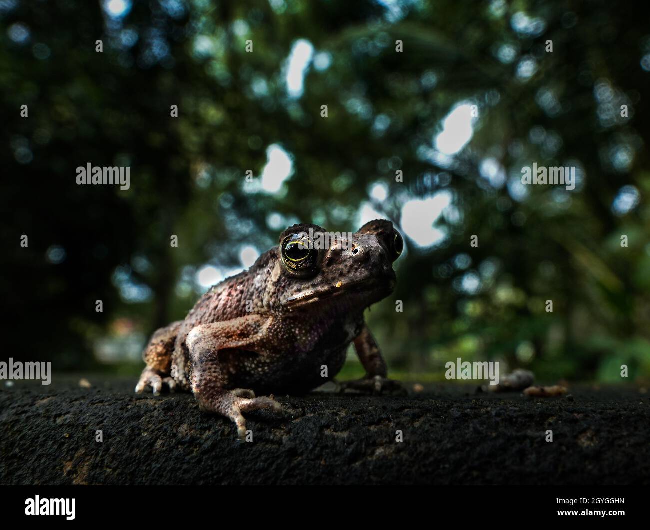 Wide angle macro image with flash diffuser of a beautiful frog sitting ...