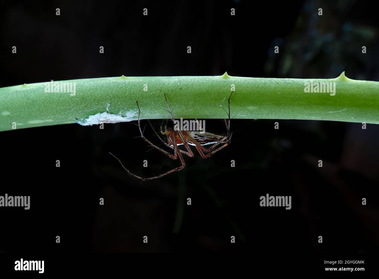 Macro shots, Beautiful nature scene. Closeup beautiful wildlife ...