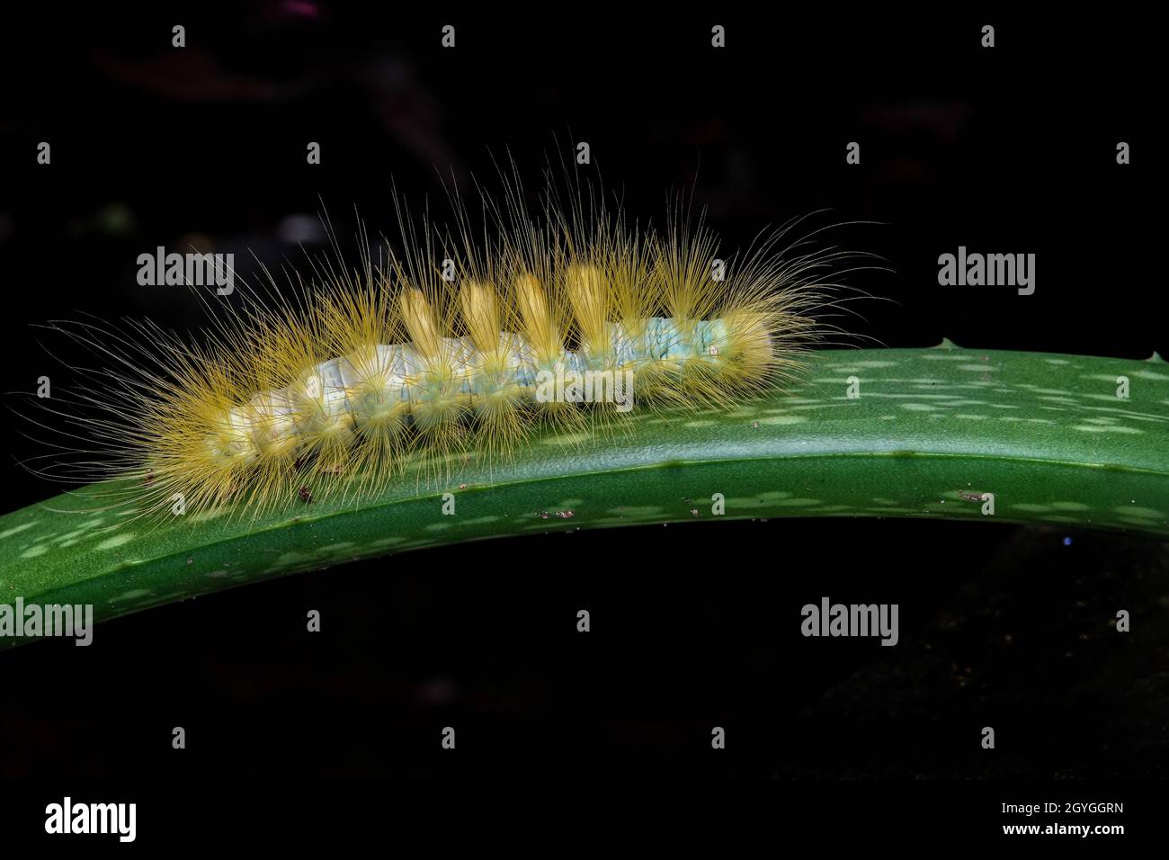 Fuzzy Yellow Caterpillar