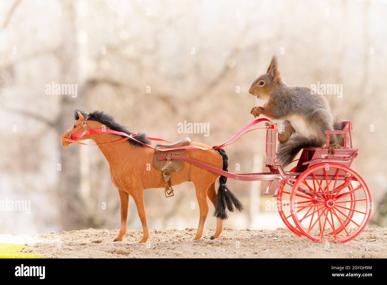 Red squirrel is sitting on a carriage with a horse hi-res stock ...