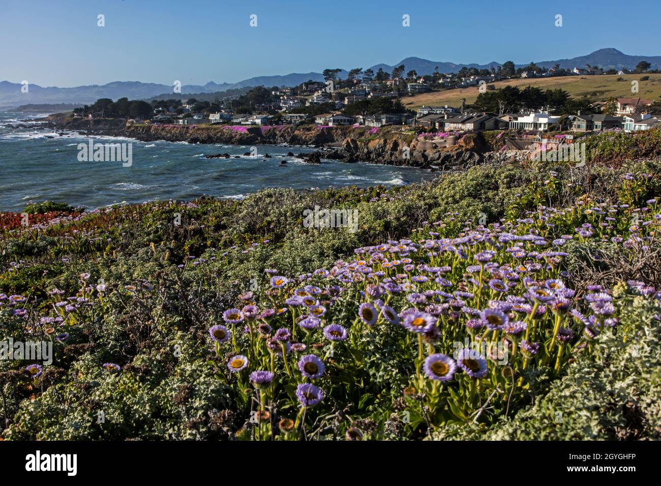 Sea daisies bloom along the California coast - CAMBRIA CALIFORNIA Stock ...