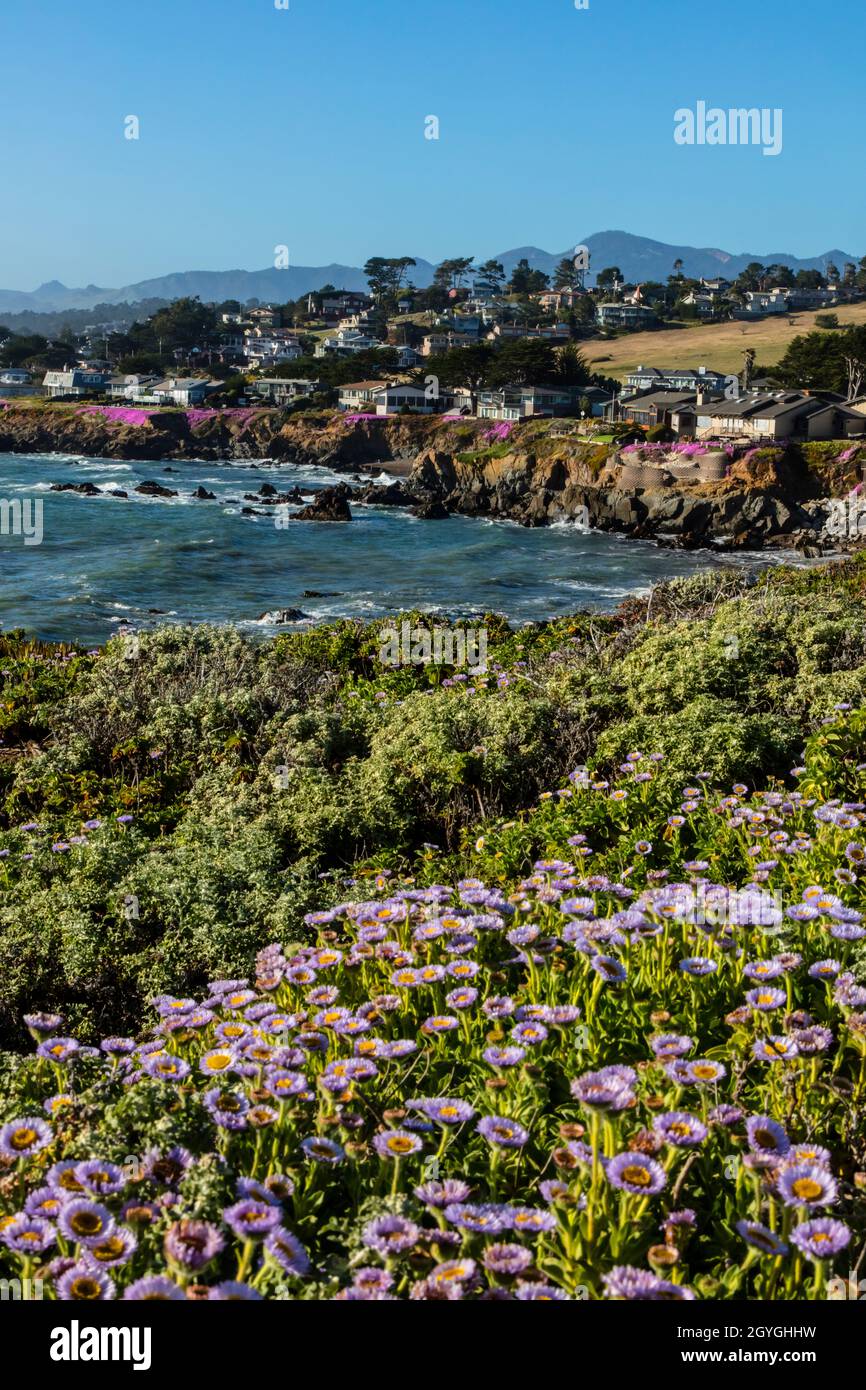 Concentricycloidea hi-res stock photography and images - Alamy