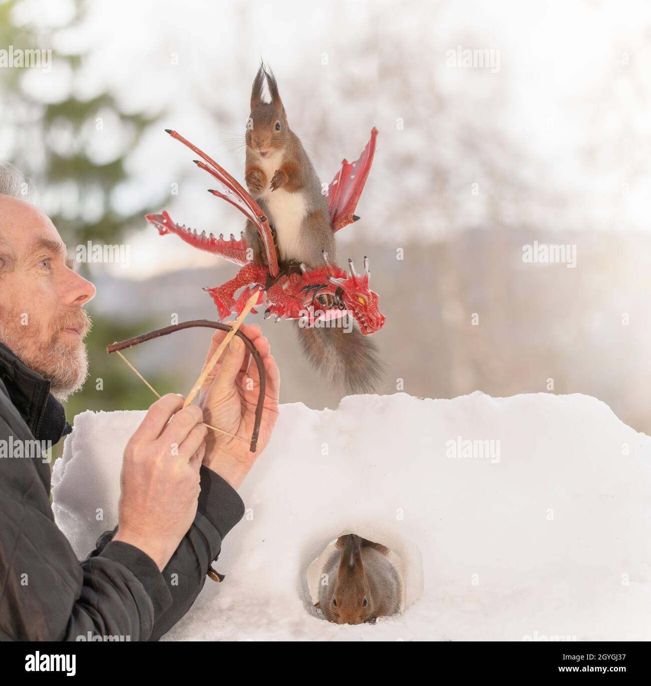 Squirrel and arrow hi-res stock photography and images - Alamy