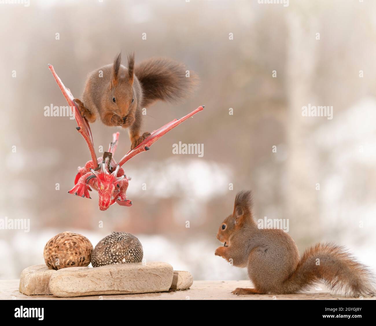 red squirrel is sitting on a dragon with eggs Stock Photo - Alamy