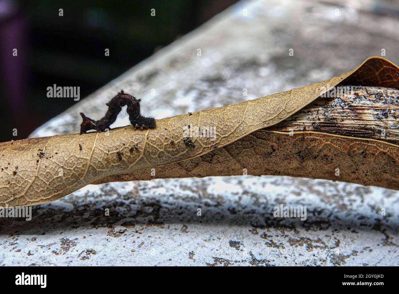 Macro shots, Beautiful nature scene. Closeup beautiful wildlife ...