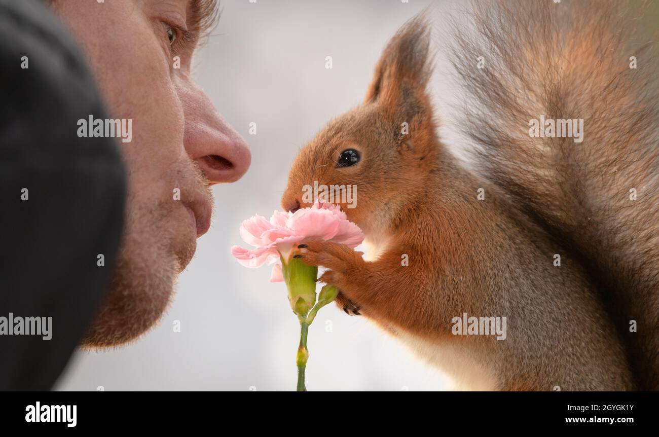 Red squirrel and a man smelling an daisy Stock Photo - Alamy
