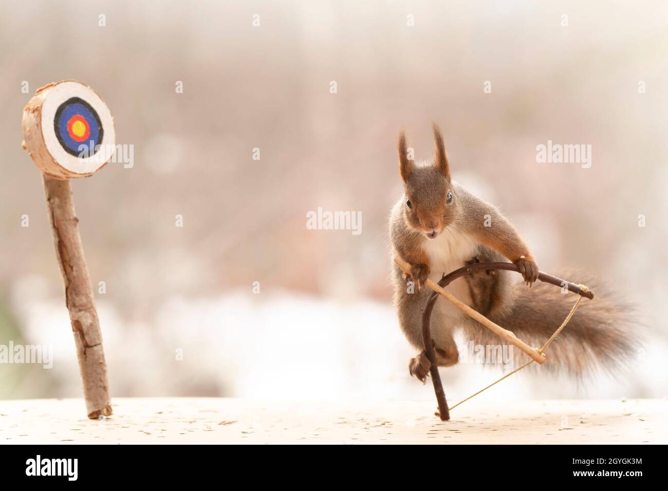 Squirrel and arrow hi-res stock photography and images - Alamy