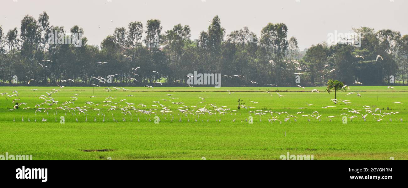 Green rice fields and flying birds in Mekong Delta, Southern Vietnam ...