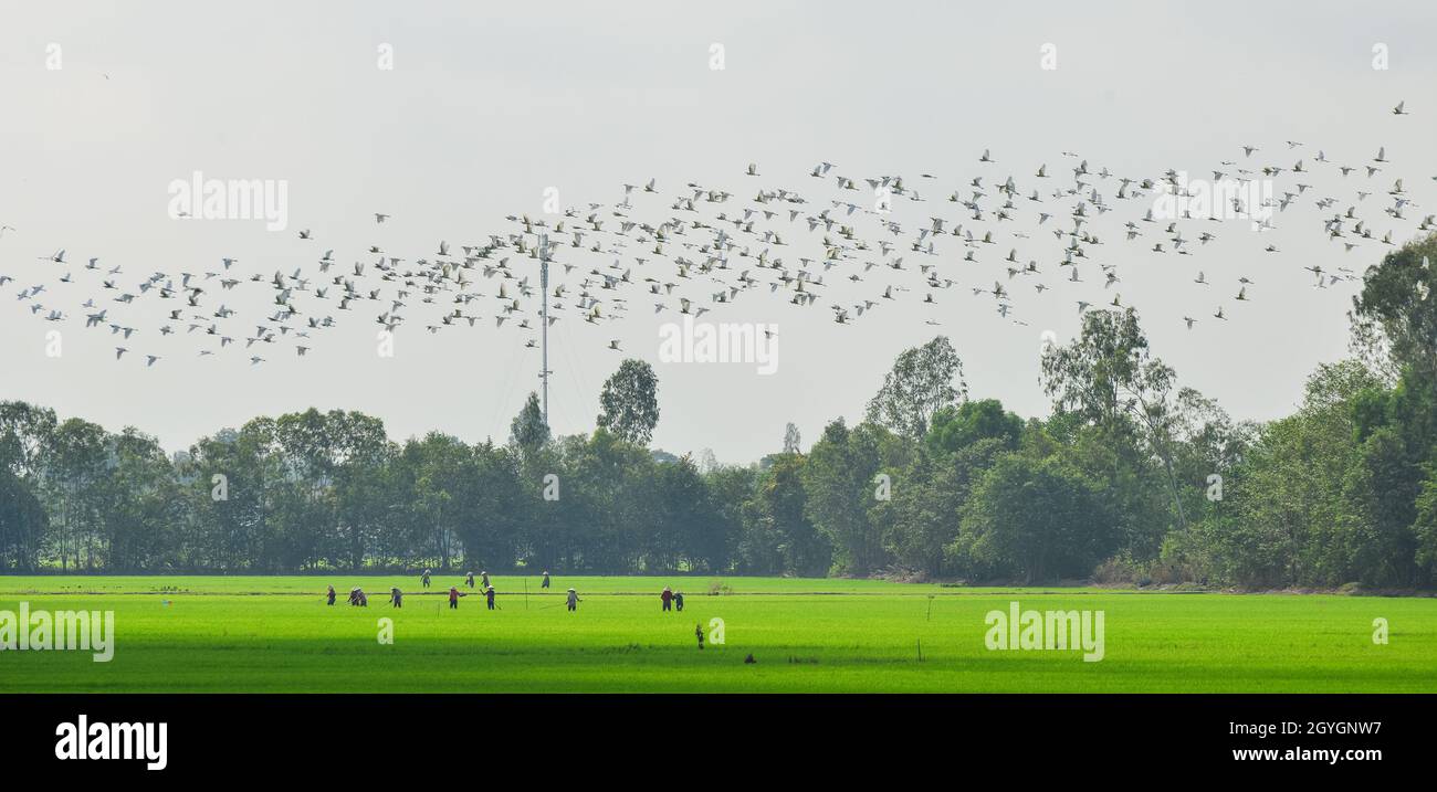Green rice fields and flying birds in Mekong Delta, Southern Vietnam ...
