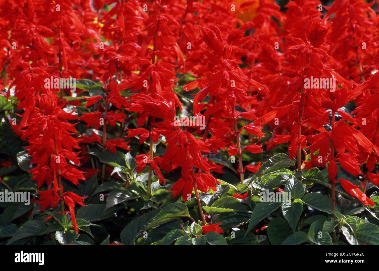 Scarlet sage salvia splendens hi-res stock photography and images - Alamy