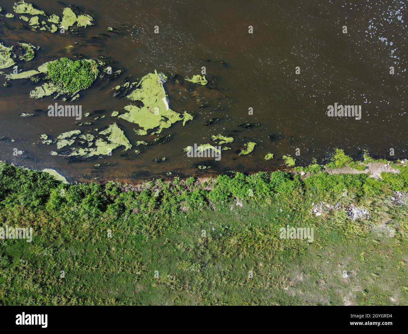 river top view, green river bank Stock Photo - Alamy