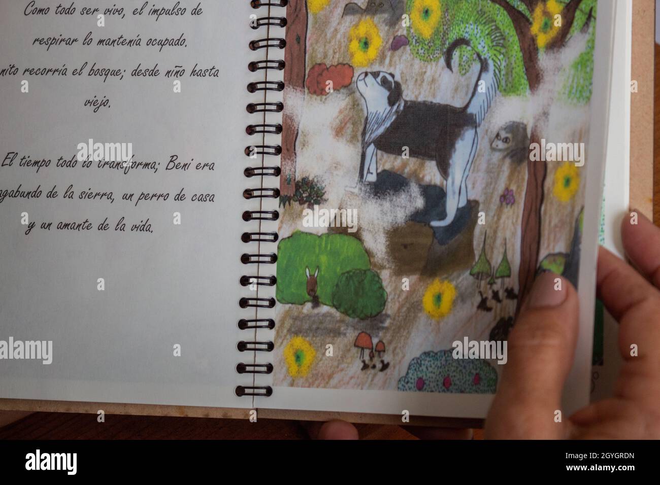 Hand holding open spiral book with Spanish text and dogs drawings Stock ...