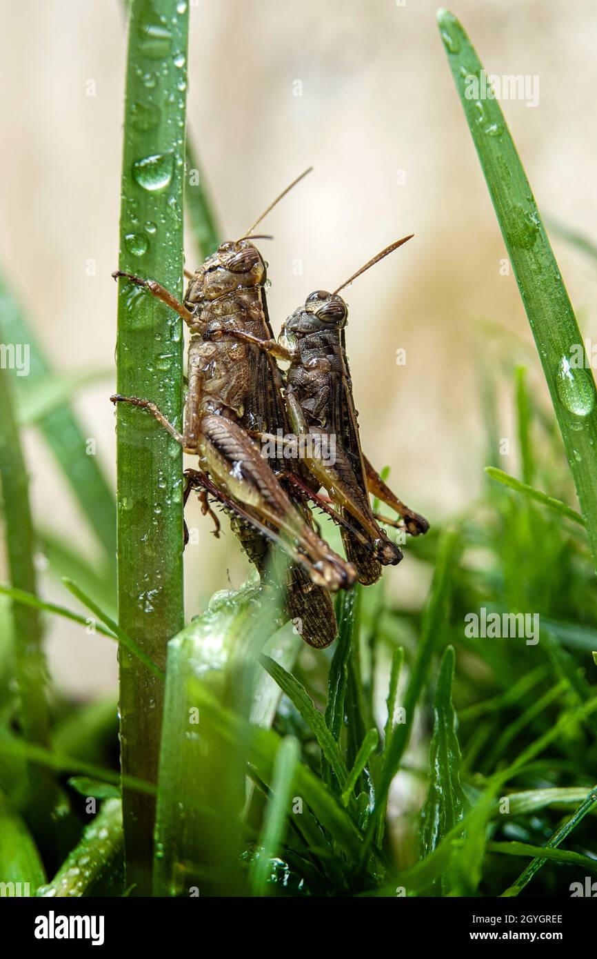 Rainforest scene insects hi-res stock photography and images - Alamy