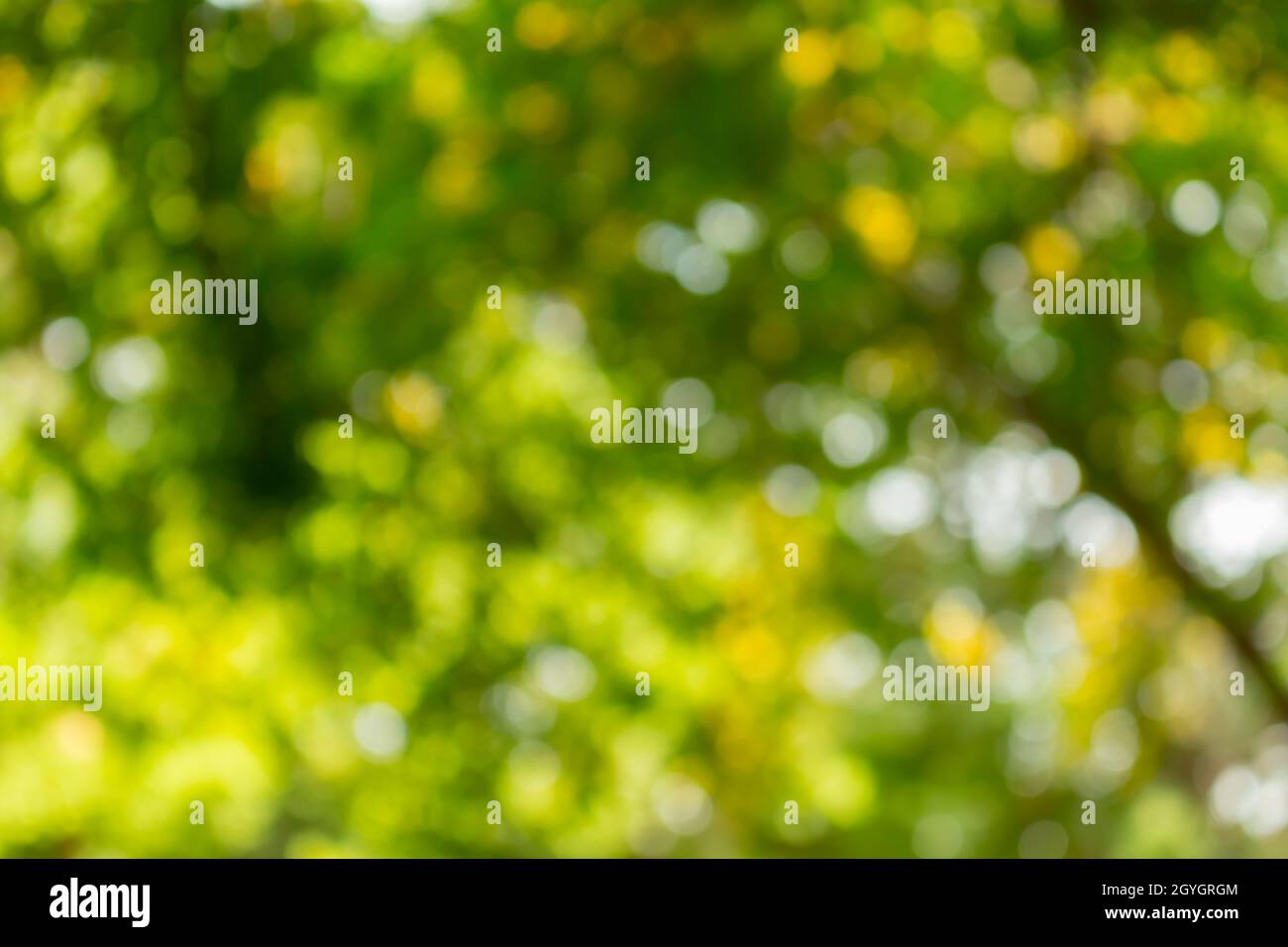 Abstract nature green bokeh from tree background Stock Photo - Alamy
