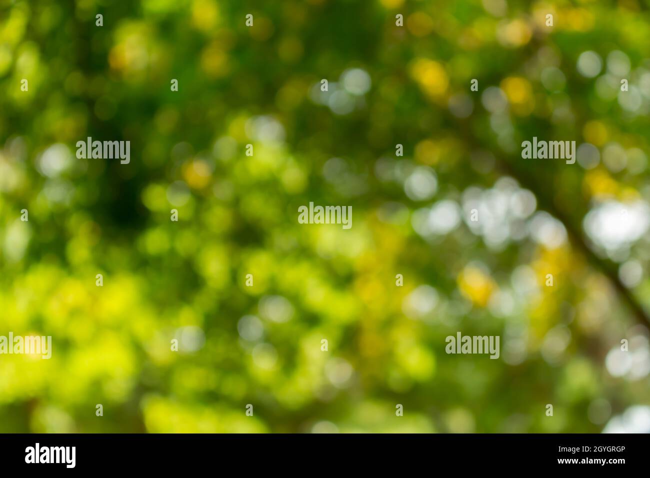 Abstract nature green bokeh from tree background Stock Photo - Alamy