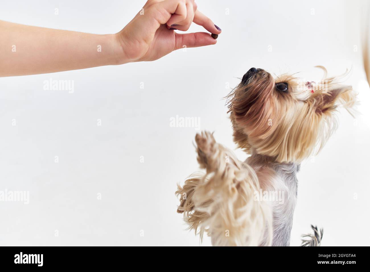 Yorkshire Terrier pedigree cute look light background Stock Photo - Alamy
