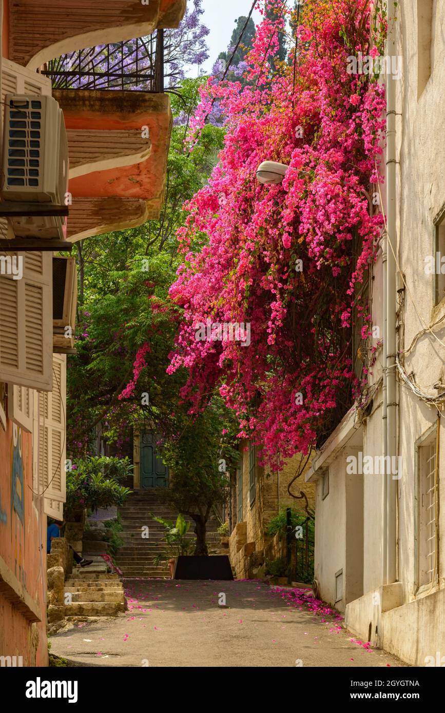 LEBANON, BEIRUT, REMEIL, ALLEY IN BLOOM IN THE AREA OF MAR NICOLAS ...