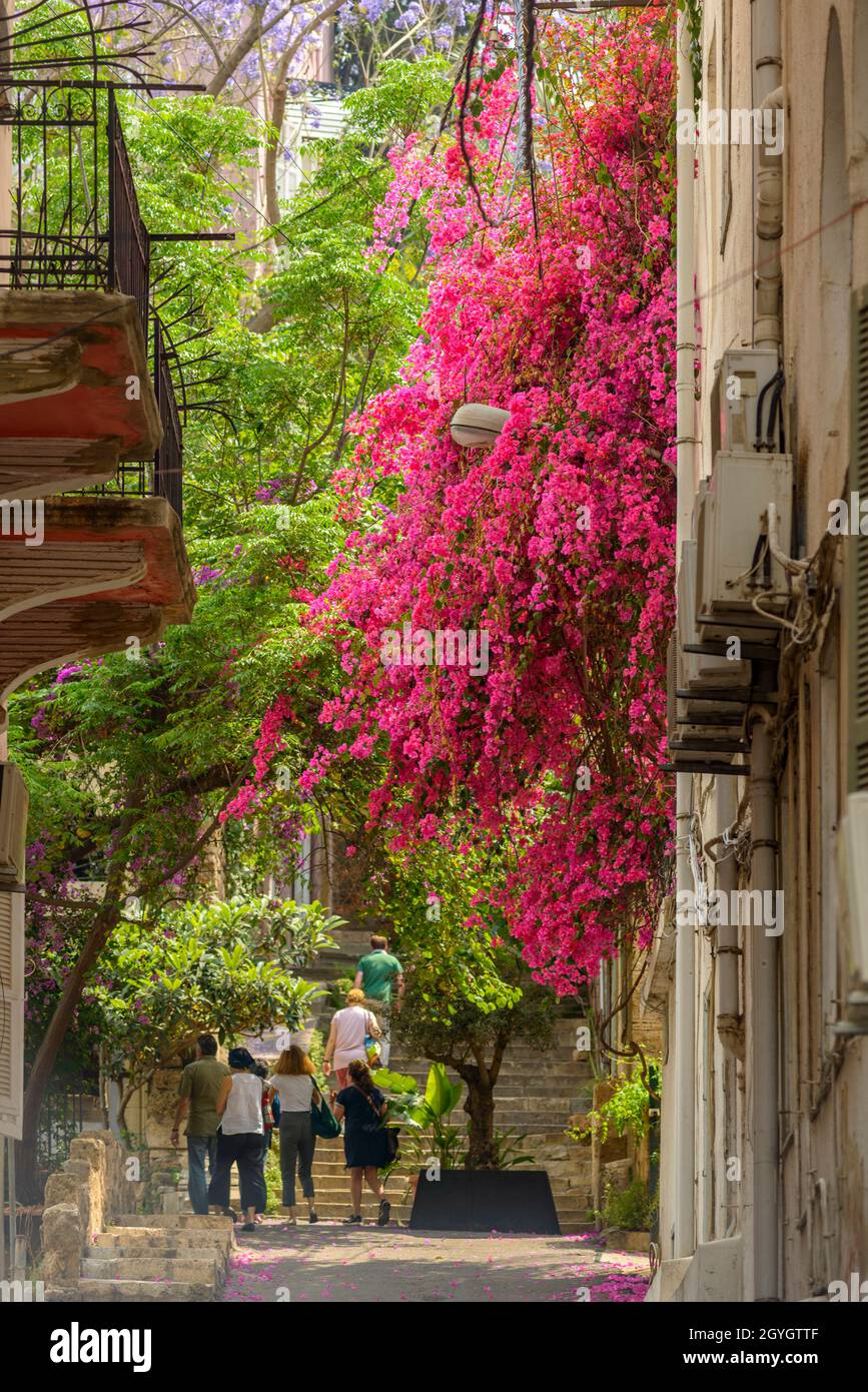 LEBANON, BEIRUT, REMEIL, ALLEY IN BLOOM IN THE AREA OF MAR NICOLAS ...