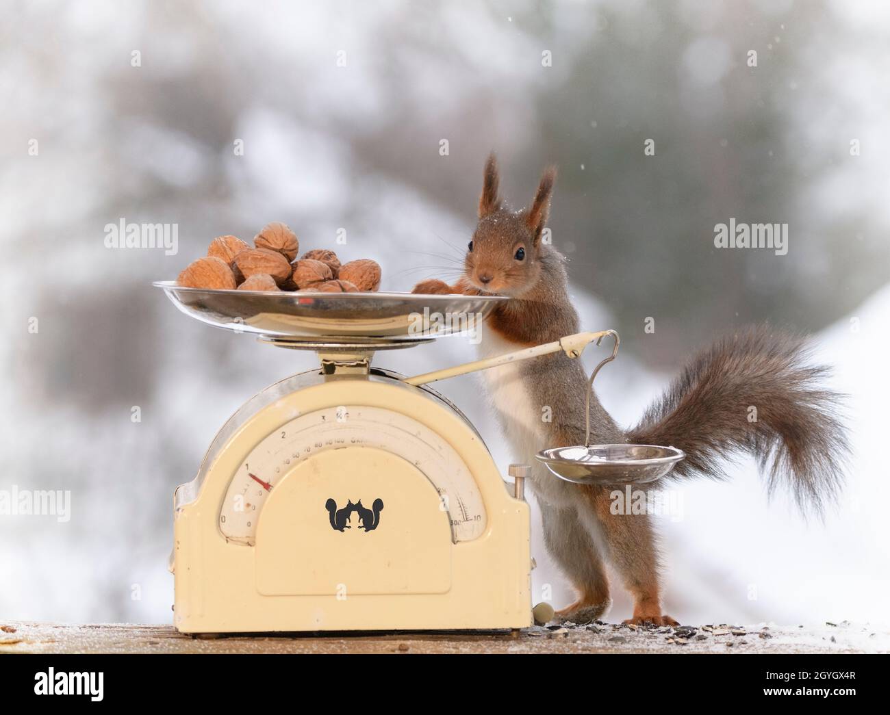 Red squirrel standing with an scale and nuts hi-res stock photography ...